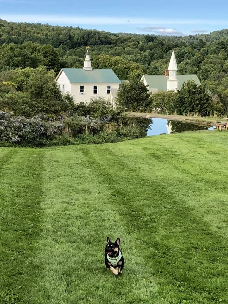 Dog Mountain, Vermont : DOG FRIENDLY TRAVEL, Dog Friendly Travel